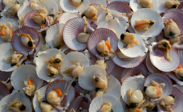 Tânia Carvalhido: 7 receitas de berbigão para os amantes do sabor do mar